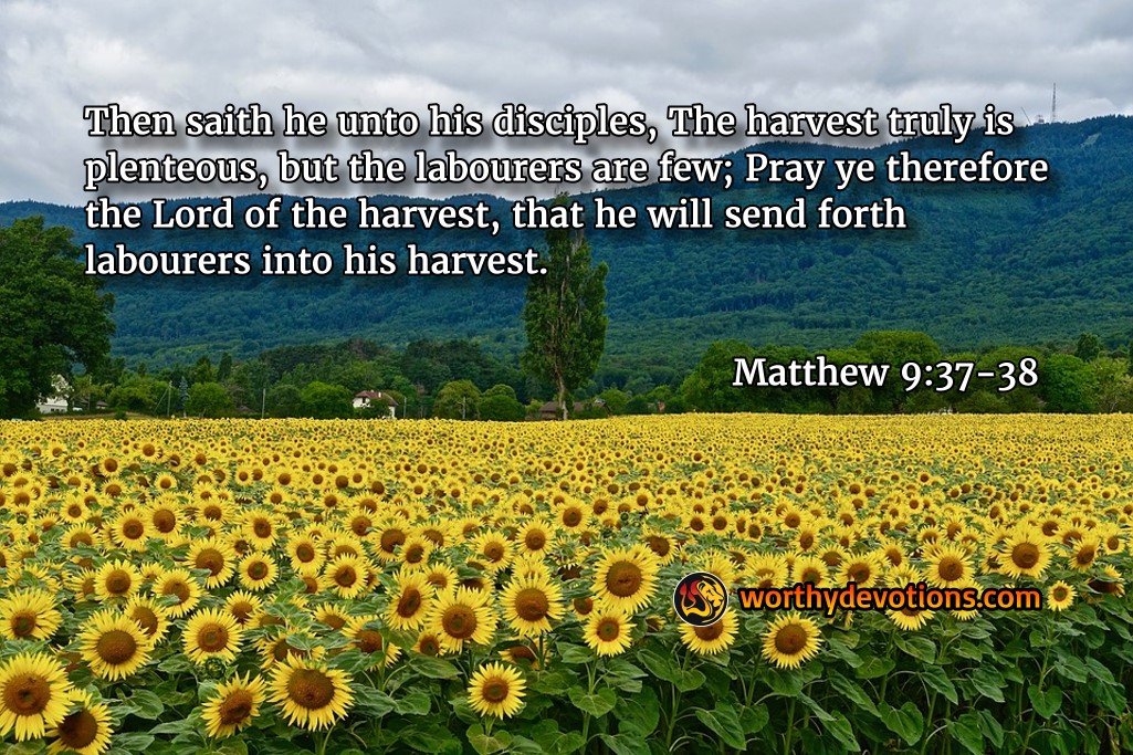 The Harvest Is White In The Bible